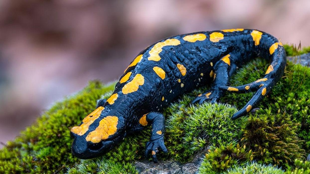 Adana'da nesli tehdit altındaki "lekeli semender" görüldü