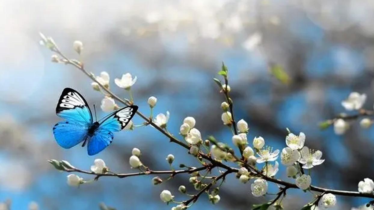 İlk cemre yarın havaya düşecek